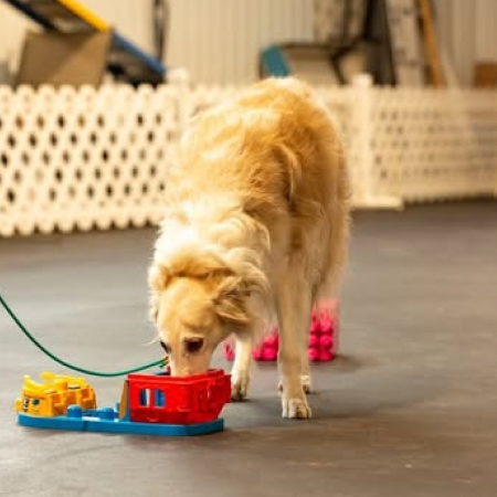 Dog Portrait of Dog 7