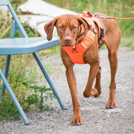 Dog Portrait of Dog 8